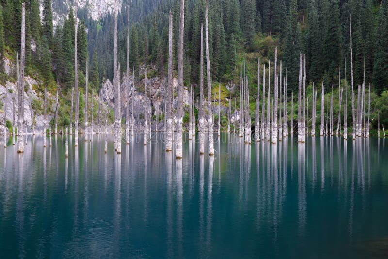 Sunken Forest in the Mountains Stock Image - Image of sunrise, sunset ...