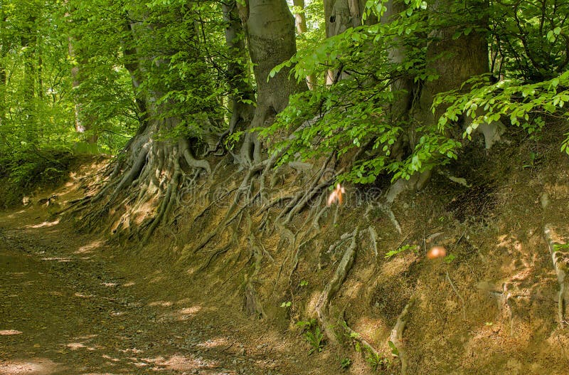 Sunken Forest Path with Exposed Tree Roots in the German Countryside ...