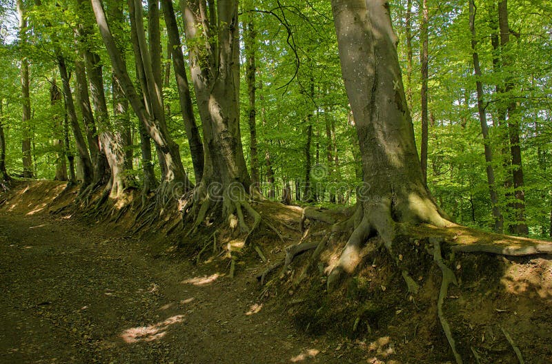 Sunken Forest Path with Exposed Tree Roots in the German Countryside ...
