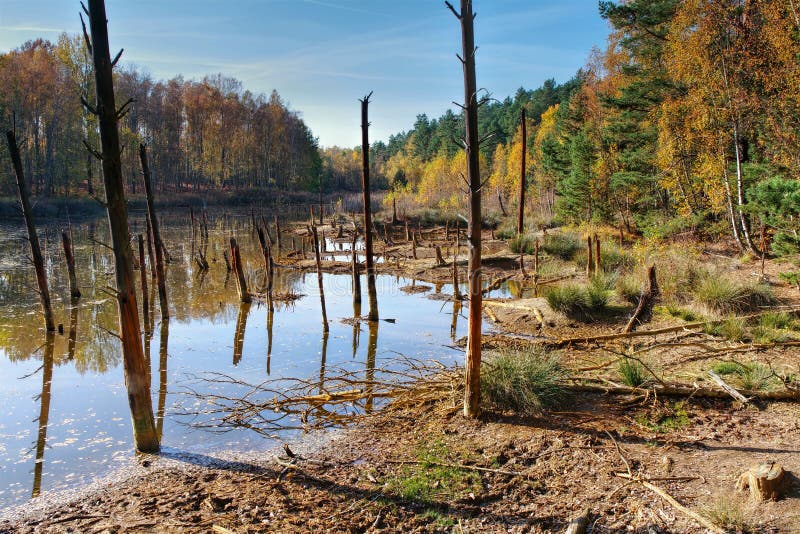 A Sunken Forest in the Swamp Stock Photo - Image of summer, stump ...