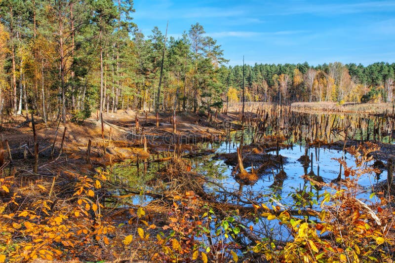 A Sunken Forest in the Swamp Stock Image - Image of reed, landscape ...