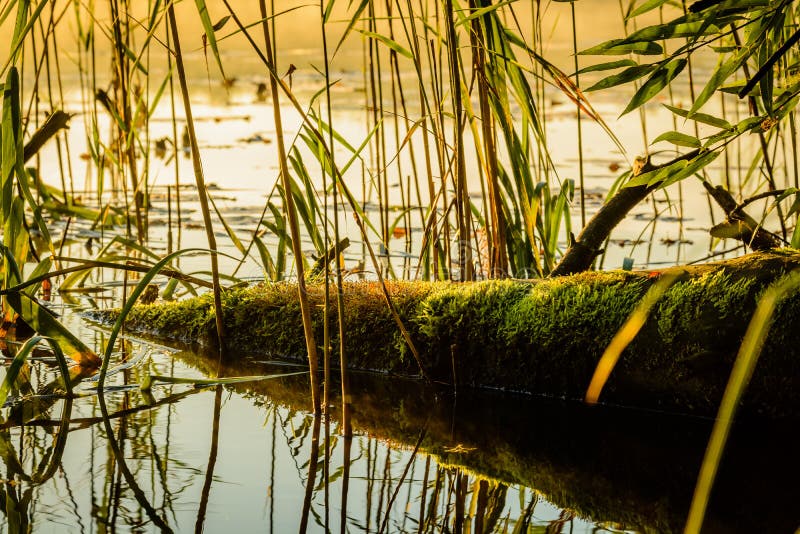 Sunken Log stock image. Image of morning, golden, lake - 63673053