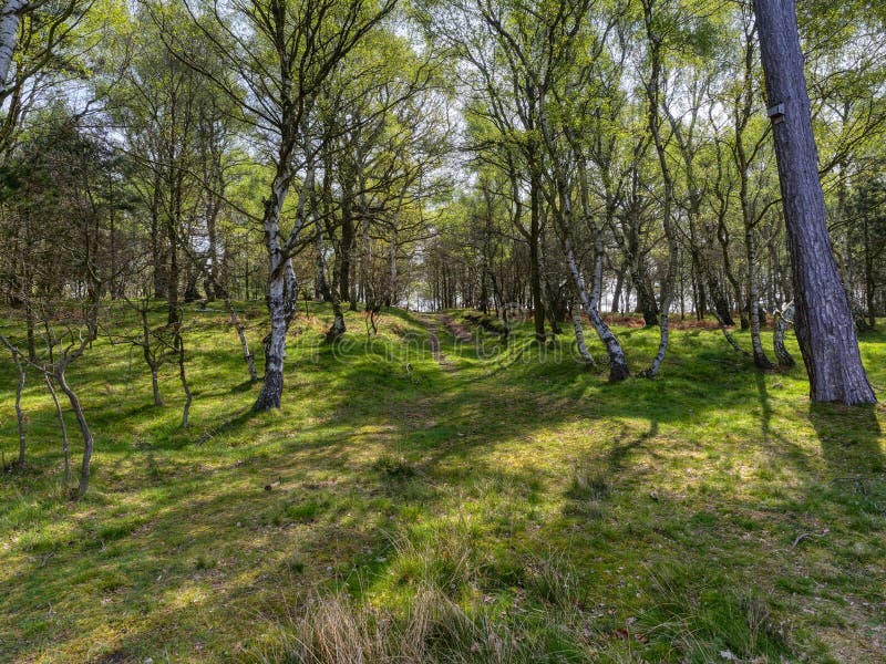 A Sunken Path Leads Up Hill through Sherwood Forest Stock Image - Image ...