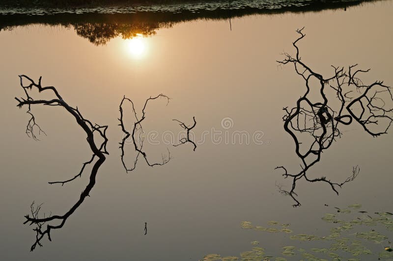 Sunken Tree Branches Reflecting in the Water. Stock Image - Image of ...