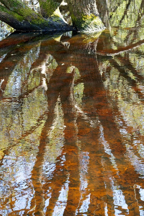Sunken Trees in Shallow Lake Stock Photo - Image of rural, forest ...