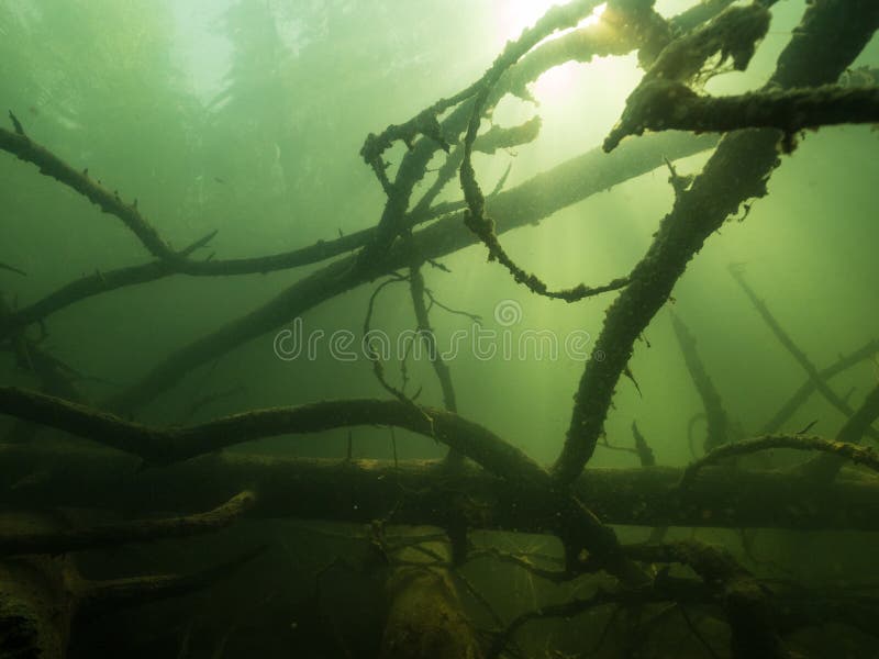 Sunken Trees Underwater in Forest Lake Stock Image - Image of bottom ...