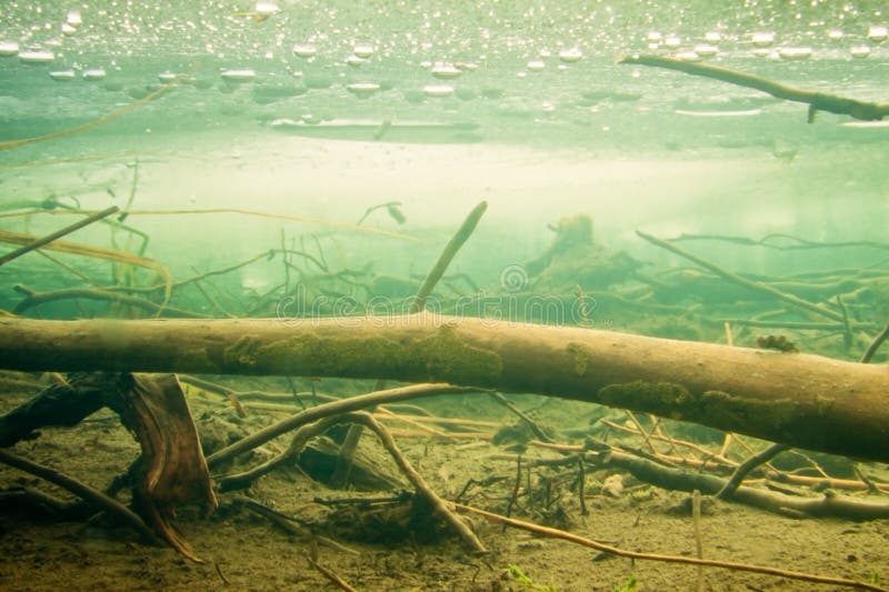 Sunken Wood Under the Ice in Frozen Beaver Pond Stock Image - Image of outside, beaver: 25260263