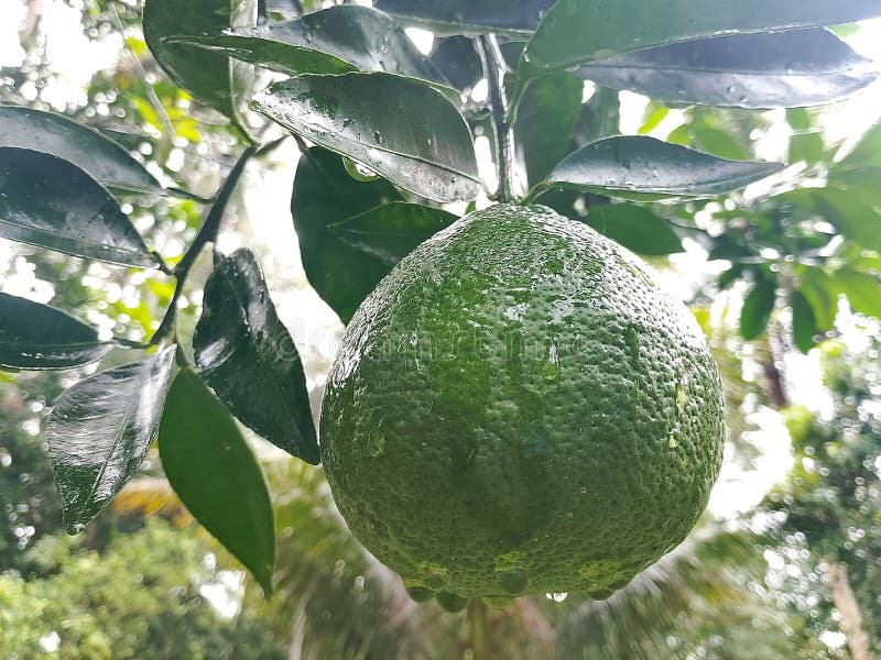 Sunkist Oranges after it Rains Stock Photo - Image of rains, sunkist ...