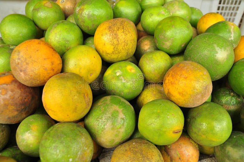 581 Sunkist Stock Photos - Free & Royalty-Free Stock Photos from Dreamstime