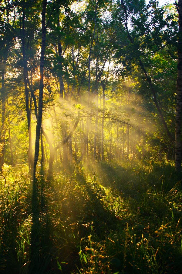 Solar Dreams stock image. Image of sunrise, nature, trees - 8371