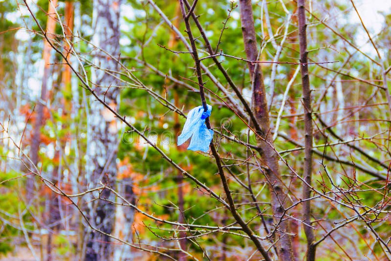 Sunlight in the Autumn Forest. Day Outdoor Stock Image - Image of road ...