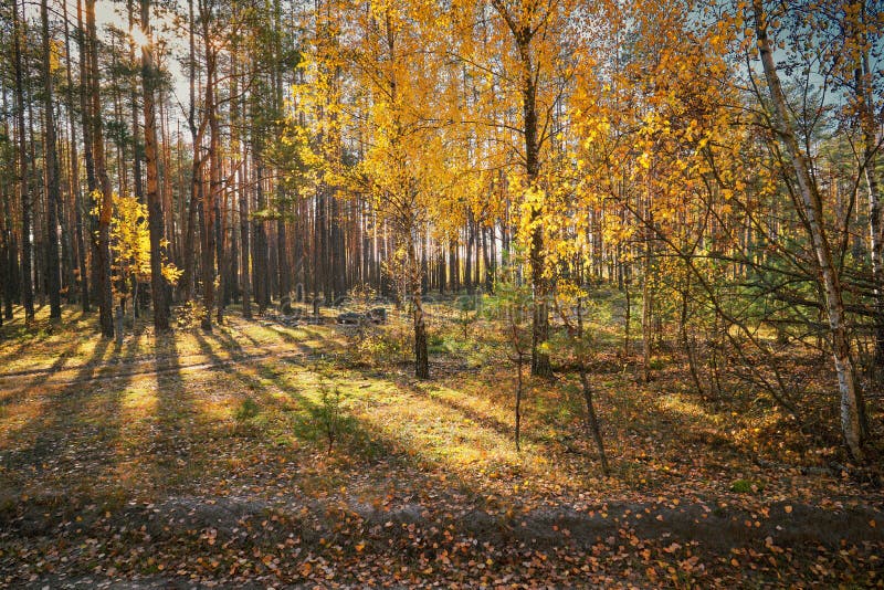 Sunlight in the Autumn Forest. Stock Photo - Image of plant, lane ...
