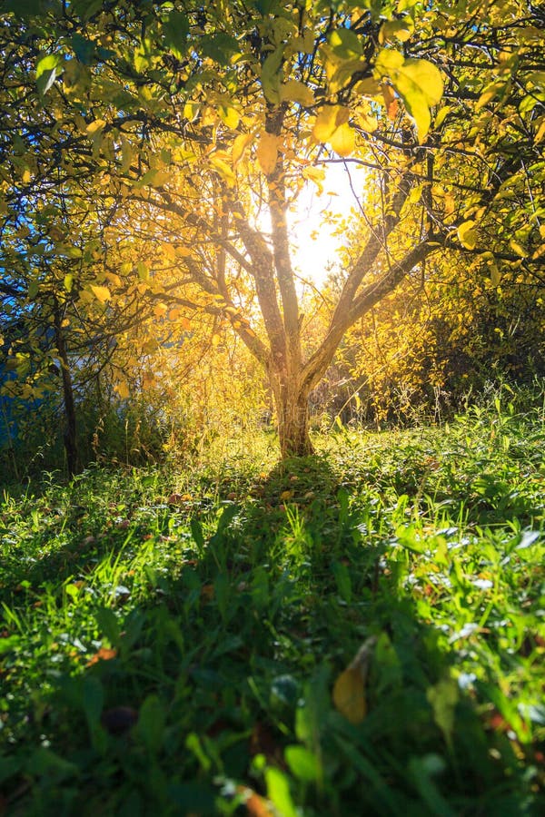 Sunlight in autumn garden stock photo. Image of color - 83676978