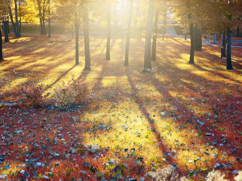 Sunlight autumn park stock photo. Image of park, landscape - 85977318