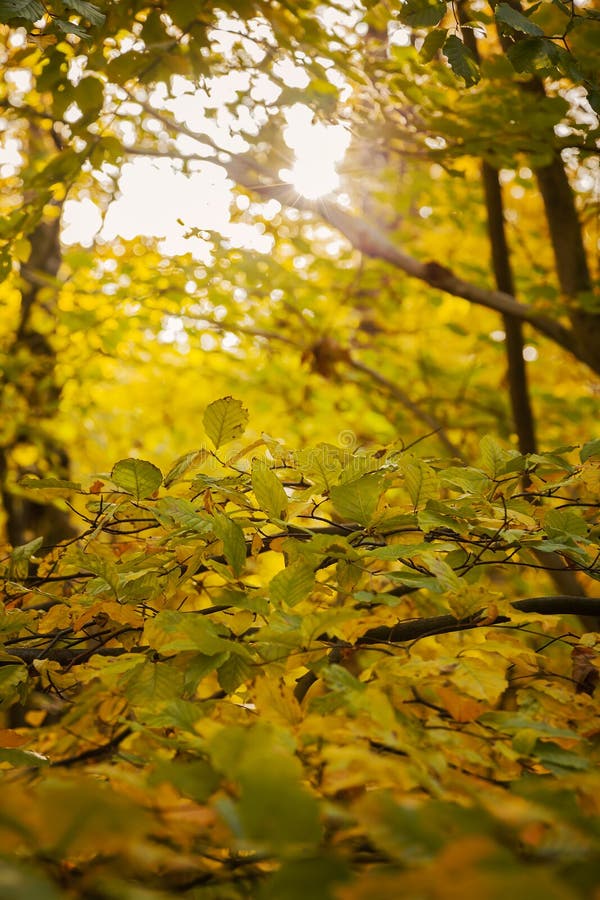 Sunlight through Autumn Trees Stock Photo - Image of fall, colorful ...