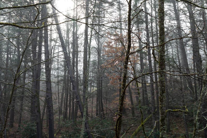 Sunlight through Bare Trees in a Forest, Light Fog Stock Photo - Image ...