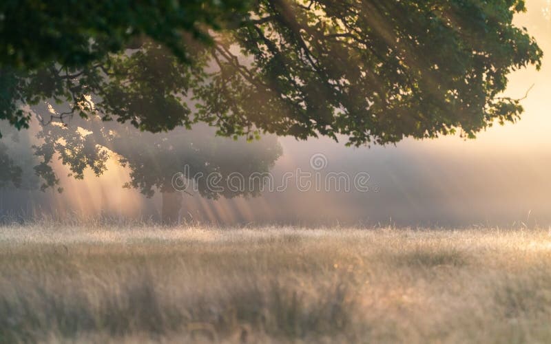 Sun Beaming through Trees in a Forest Stock Image - Image of outdoor ...