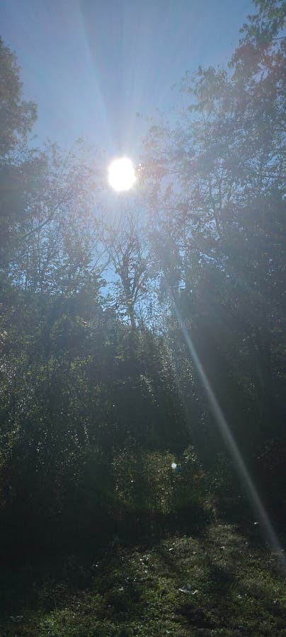 Sunlight beams nature stock image. Image of tree, screenshot - 231786789