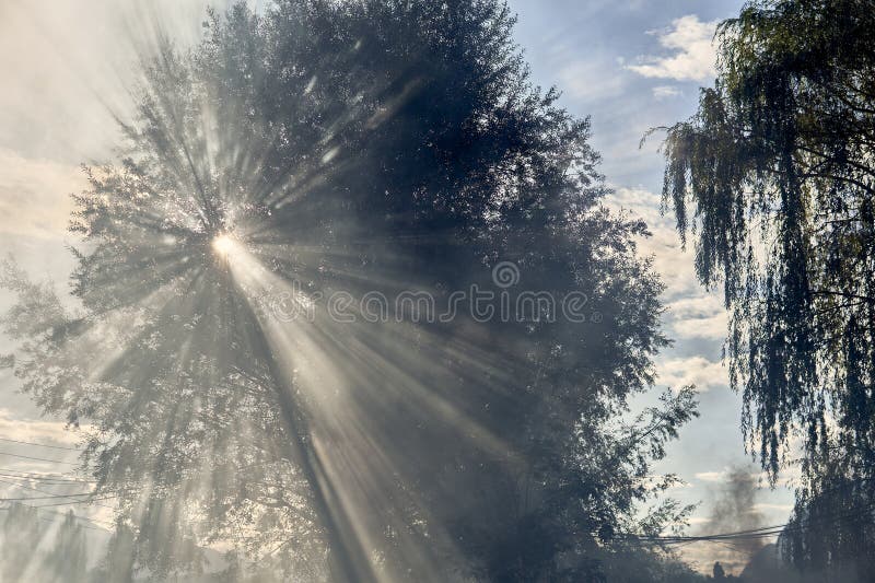 Sunlight Beams Penetrate through Tree Branches in a Misty Morning ...