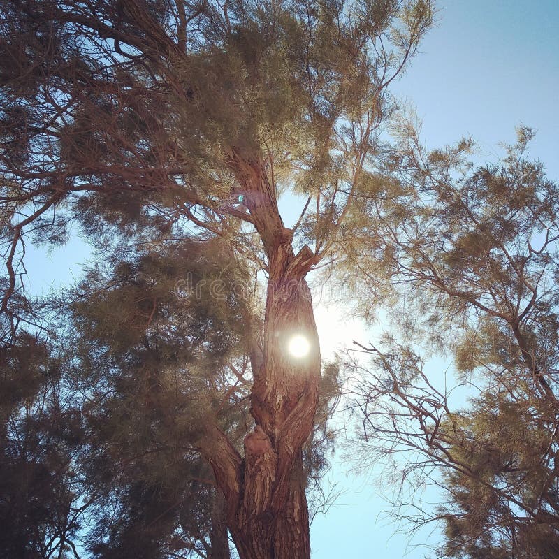 Tree under the sun stock image. Image of fresh, atmospheric - 134042093