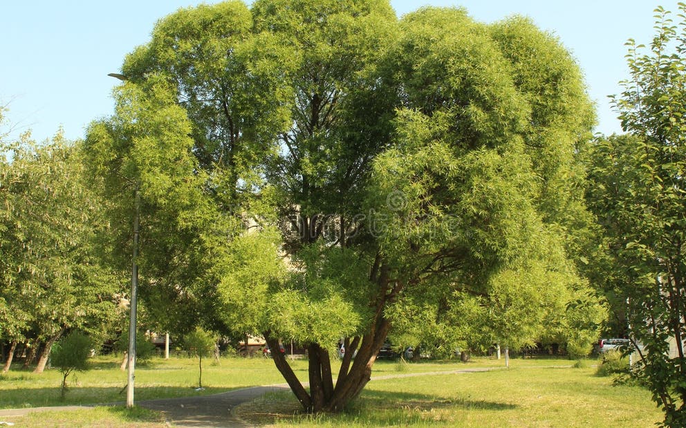 Sunlight through Beautiful Willow Tree Stock Image - Image of produce ...
