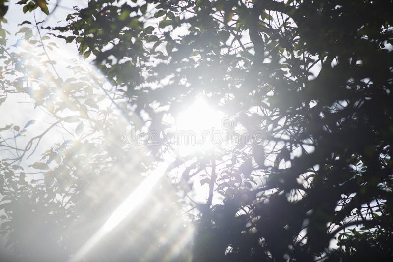 Sunlight from Behind the Leaves Stock Image - Image of garden, leaves ...