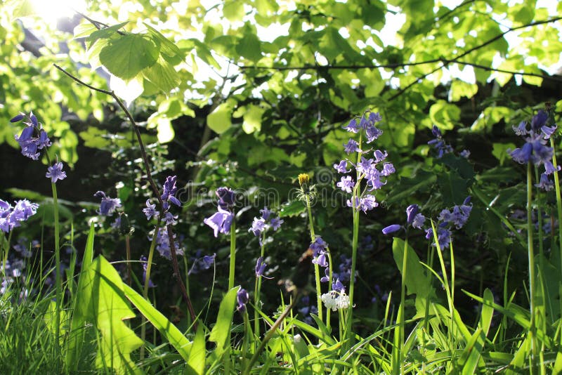 Sunlight Bluebell stock photo. Image of flowers, bluebell - 117462634