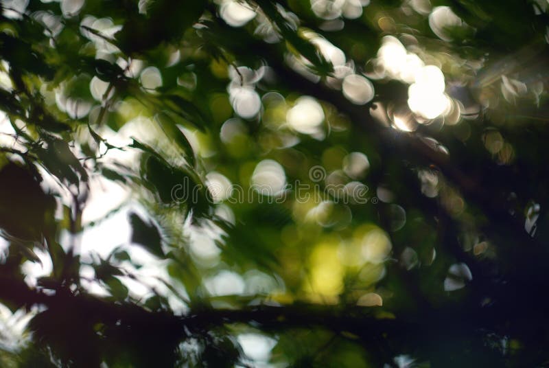 Sunlight Bokeh in the Defocused Leaves and Branches of a Tree. Stock ...
