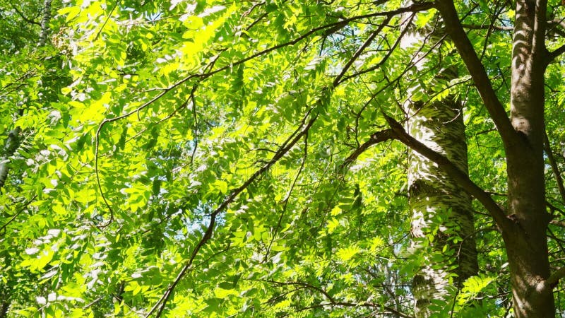 Sunlight through Branches with Green Leaves in the First Days of Spring ...