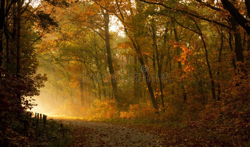 Autumn path stock photo. Image of leaves, canopy, october - 6947536