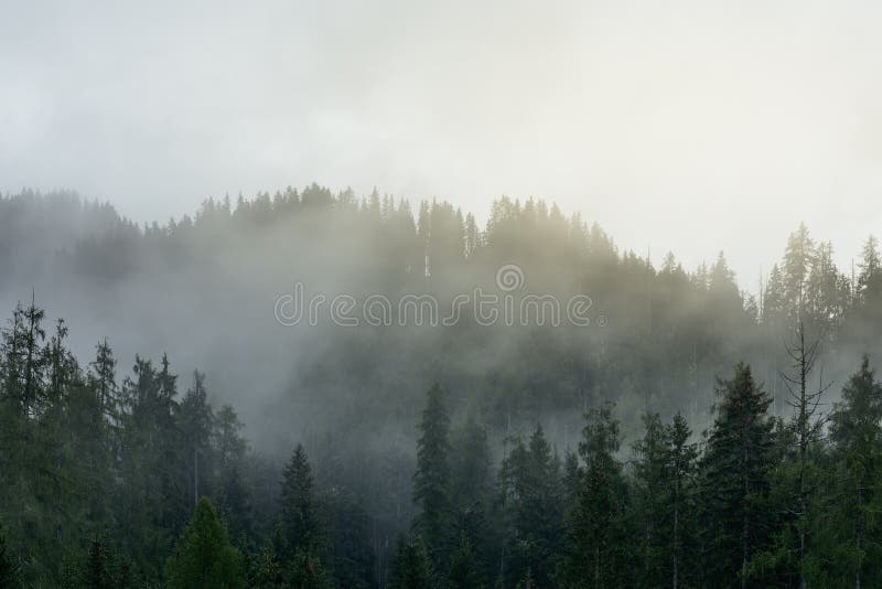 Sunlight Breaking through Dense Fog in an Alpine Forest after Rain ...