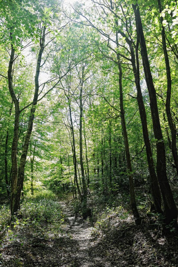 Sunlight Breaking Onto Path through Wood Stock Photo - Image of foliage ...