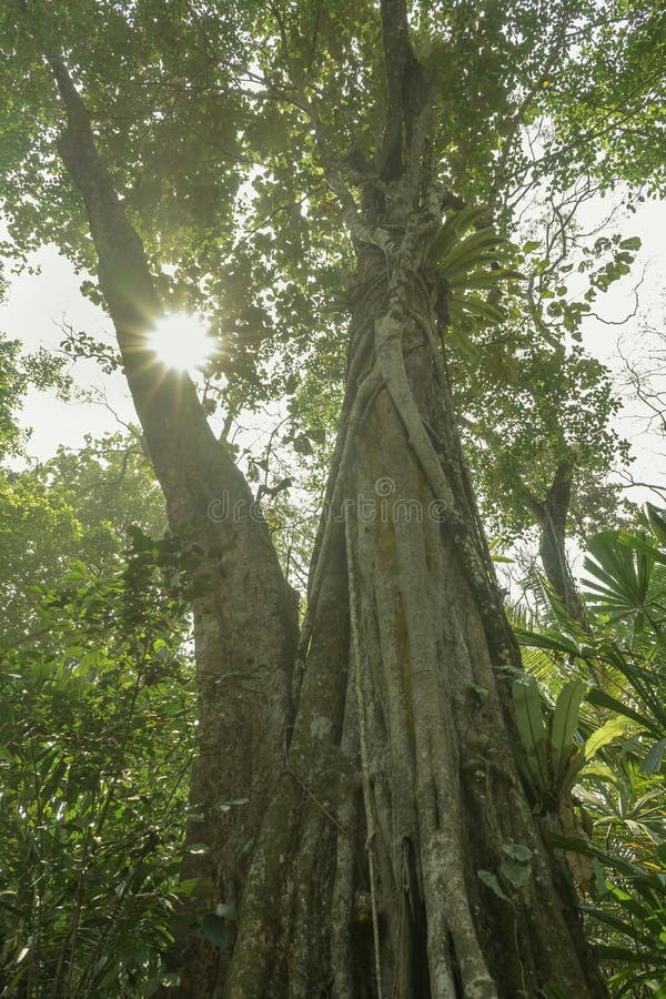 Sunlight Breaking through a Tall High Massive Old Tree in a Untouched ...