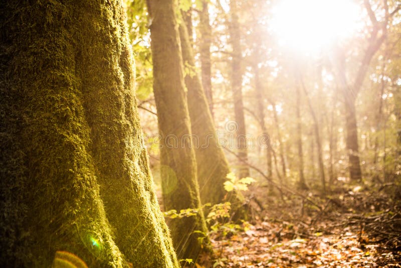 Sunlight Breaking through the Trees Stock Image - Image of phenomenon ...