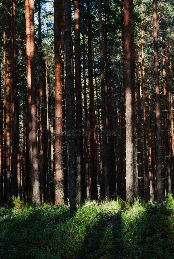 Sunlight Breaks through the Pine Forest Stock Photo - Image of mystery ...