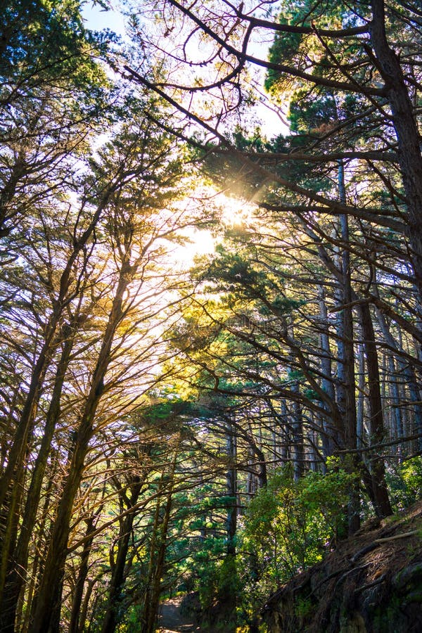Sunlight Breaks through Tall Pine Trees Over a Trail in a Forest on the ...