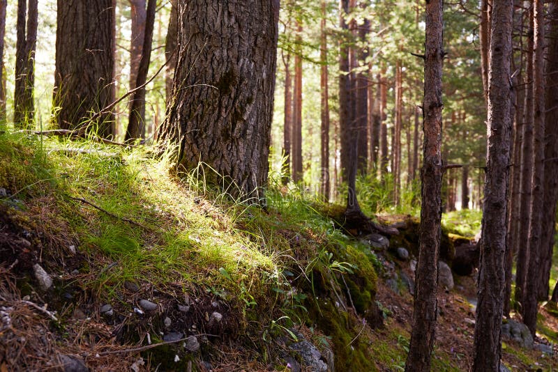 Sunlight Breaks through the Trees in the Pine Forest Stock Photo ...
