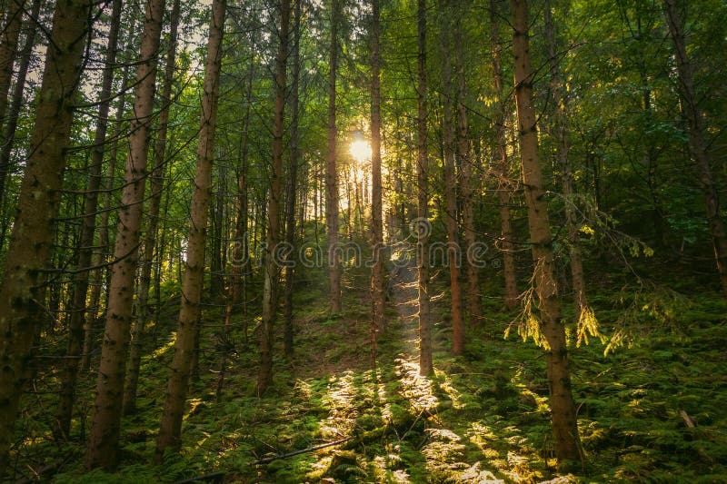 Sunlight Breaks through the Trees. Spruce Forest in the Mountains at ...