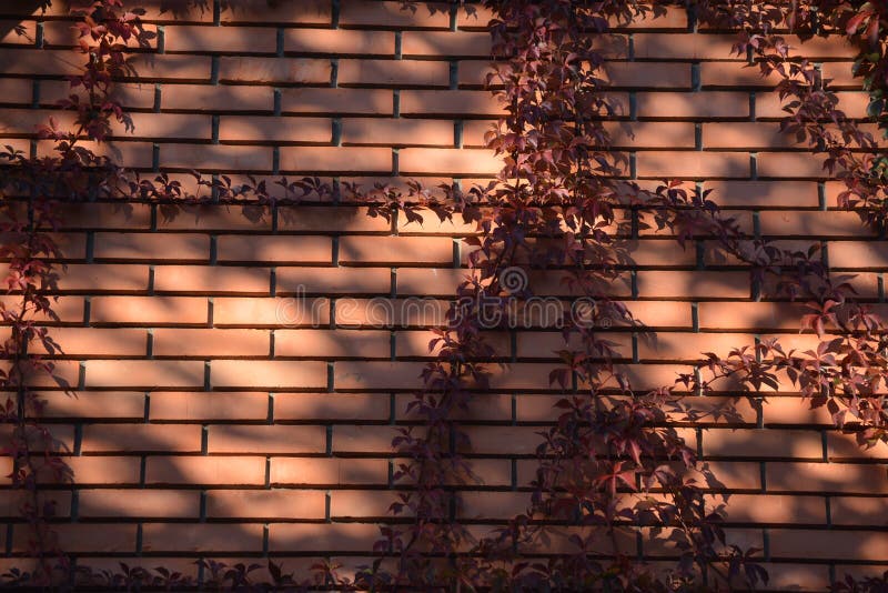 Sunlight on a brick wall. stock image. Image of soft - 88981993