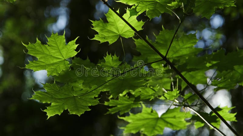 Bright Maple Leaves in Dark Forest Stock Footage - Video of park ...