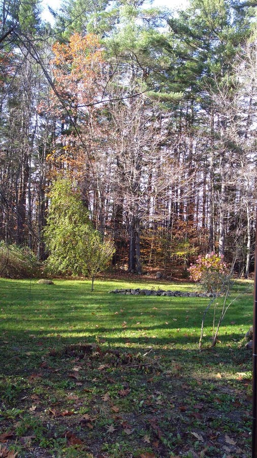 Sun dappled meadow stock image. Image of dappled, meadow - 105260901