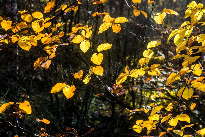 Sunlight Catching Autumn Leaves Stock Photo - Image of nature, woodland ...