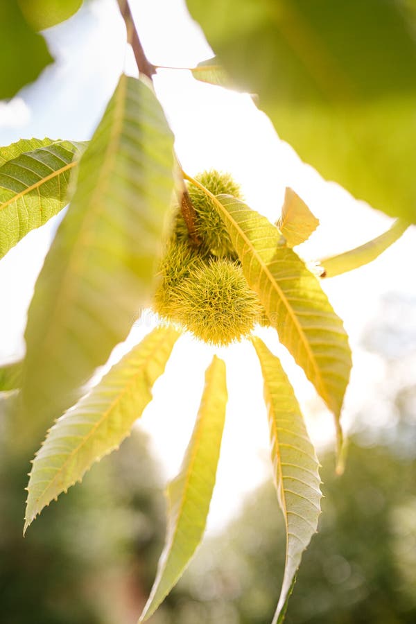 Sunlight through the Chestnut Tree, Chestnut Fruit Stock Photo - Image ...