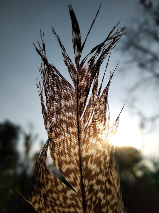 Sunlight Comes through Feather Silhouette Photo during Sunshine Stock ...