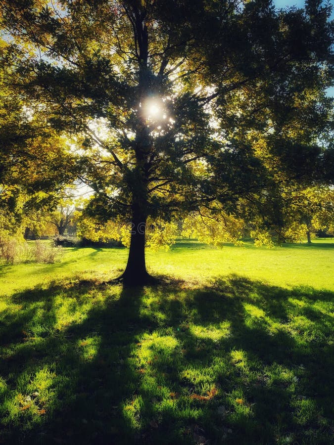 Sunlight Coming through an Oak Tree Stock Image - Image of woodland ...