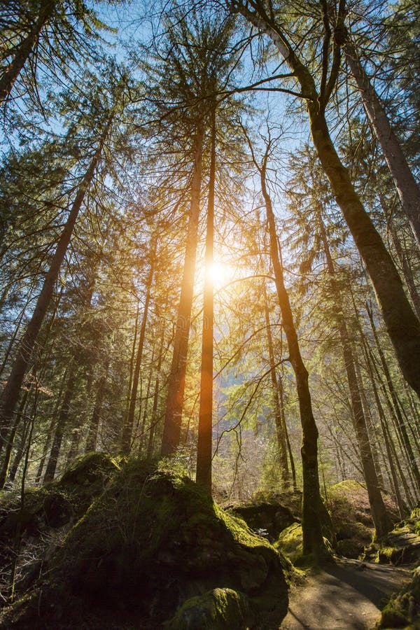 Sunlight Coming among Trees Stock Photo - Image of flare, sunlight ...