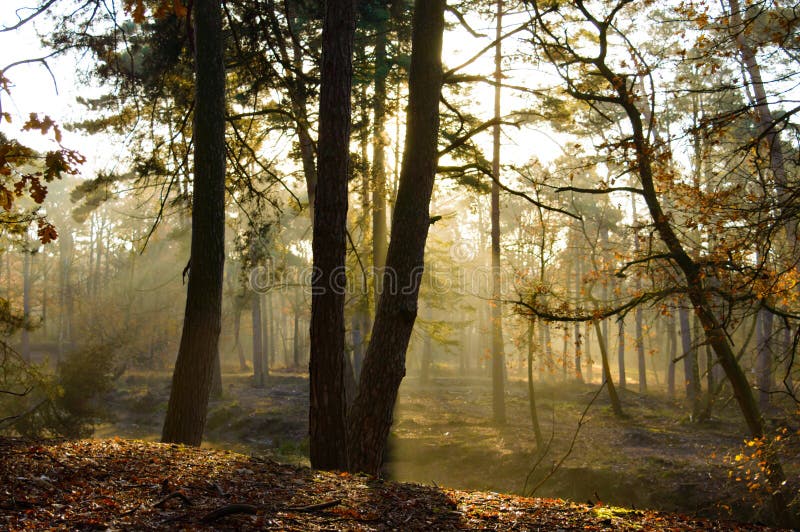 Sunlight Coming through Trees in Woods Stock Photo - Image of foliage ...