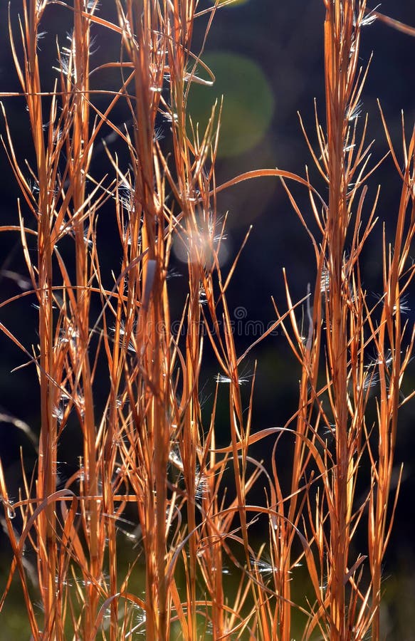 Sunlight on Copper Coloured Native Grass Stock Photo - Image of ...