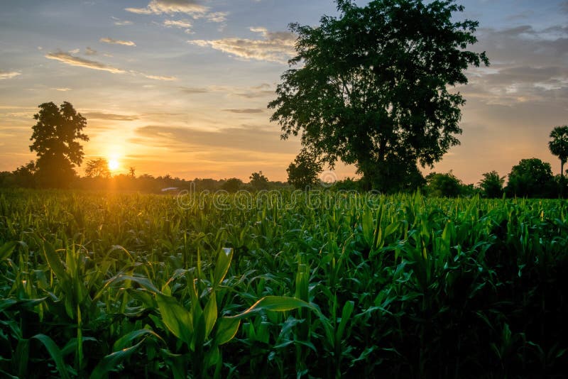 Sunlight in the Corn Fields in the Evening Stock Image - Image of farm ...