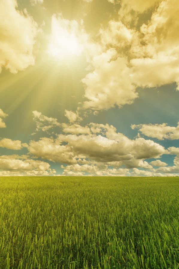 Sunlight and Cumulus Clouds Over a Field Stock Image - Image of leaf ...